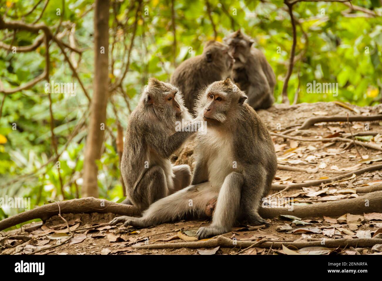 Long- tailed macaque monkeys (macaca fascicularis) grooming each other ...