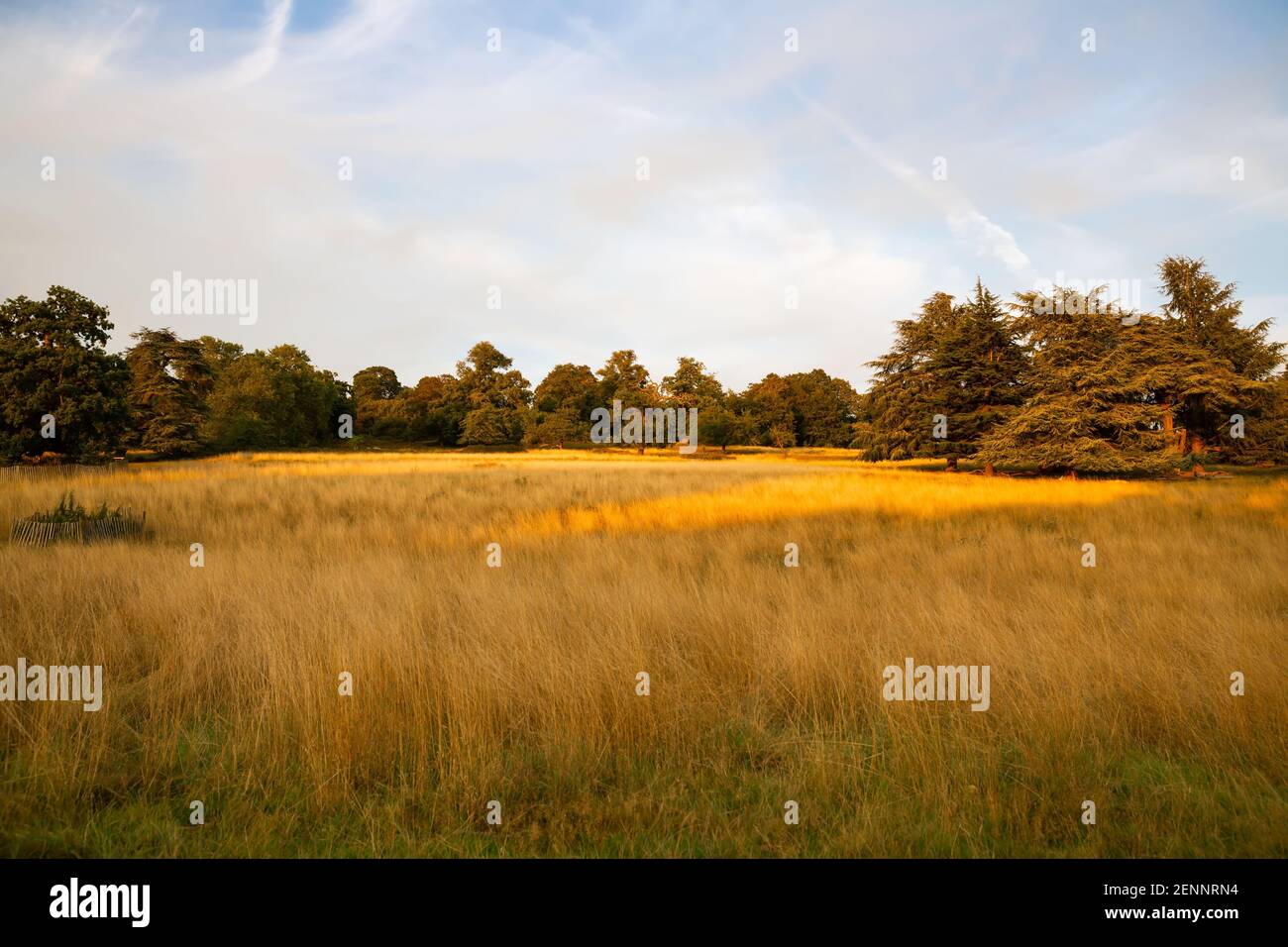 Landscape with trees and golden field in sunny summer day in Richmond ...