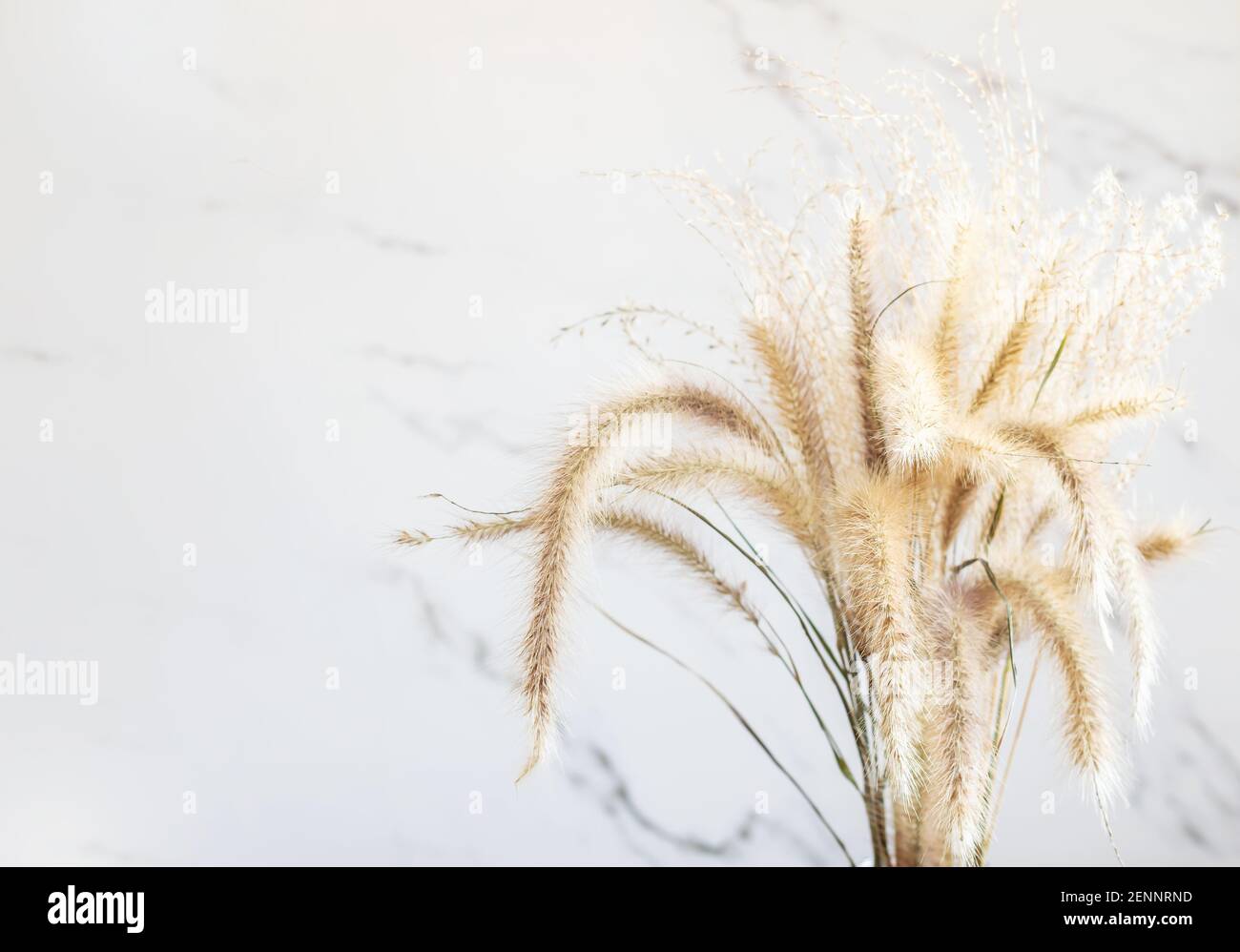 Dry feather and pampas grass in home interior. Beauty in nature concept ...
