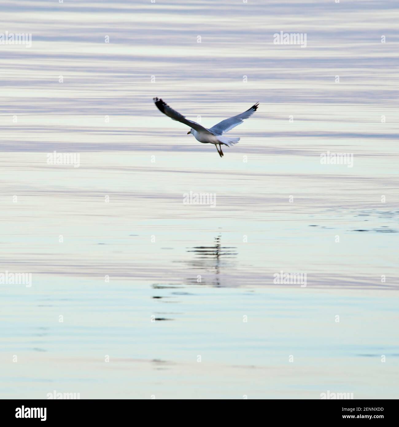 Seagull reflection on a lake water surface Stock Photo - Alamy