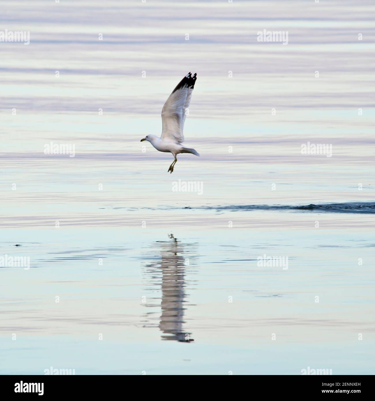 Reflection on the lake water hi-res stock photography and images - Alamy