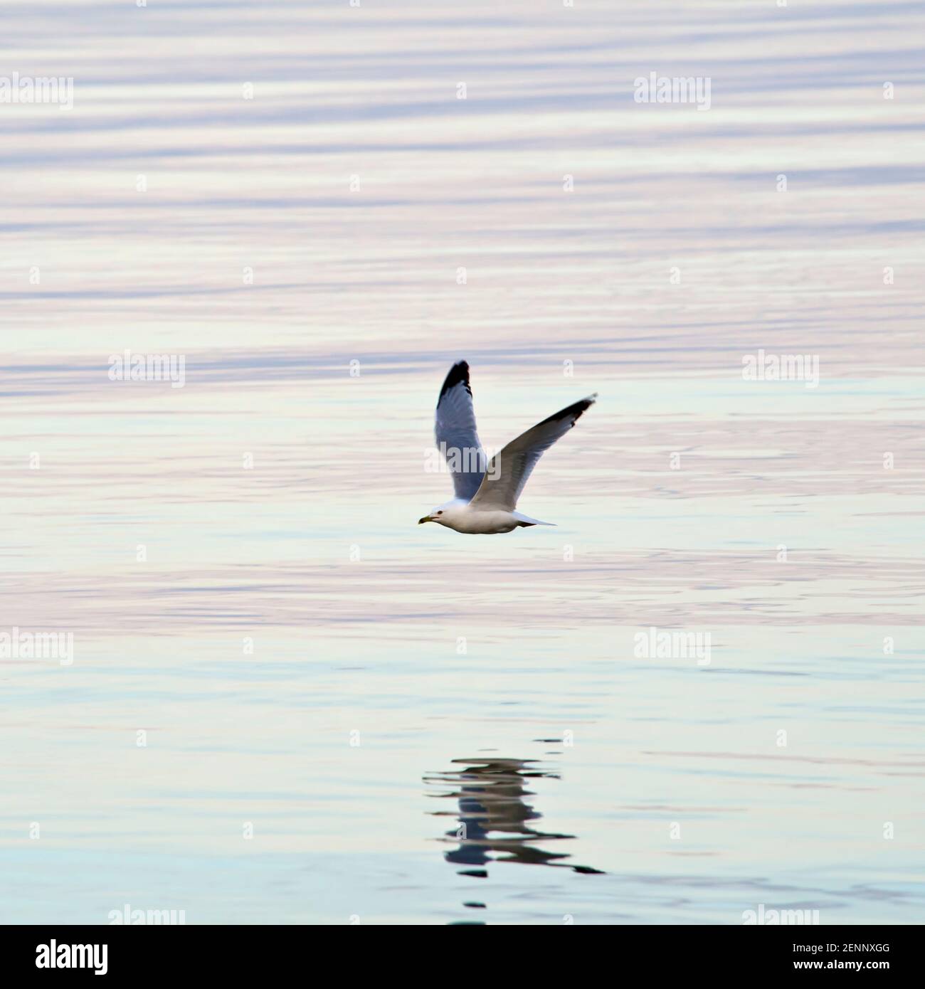 Seagull reflection on a lake water surface Stock Photo - Alamy