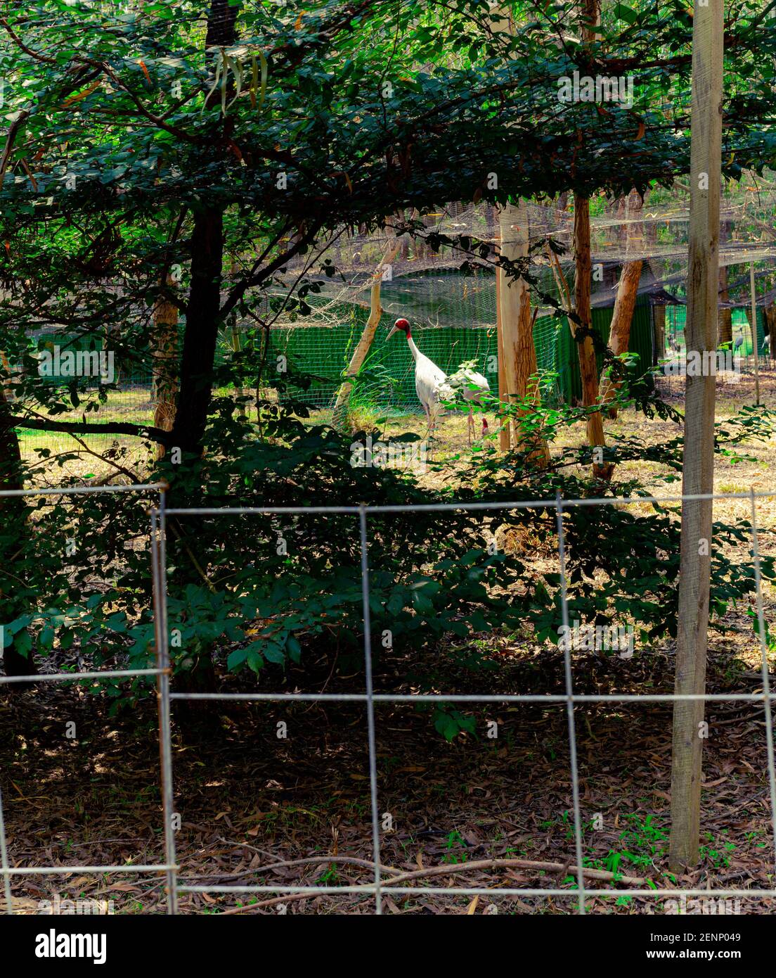 Shekvetili Dendrological Park Stock Photo - Alamy