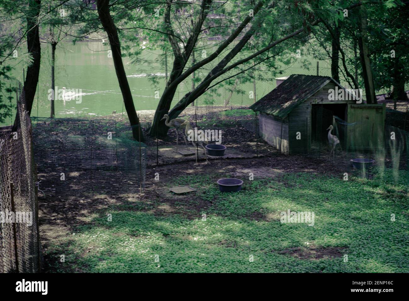 Shekvetili Dendrological Park Stock Photo - Alamy