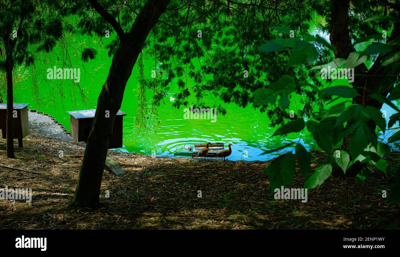 Shekvetili Dendrological Park Stock Photo - Alamy