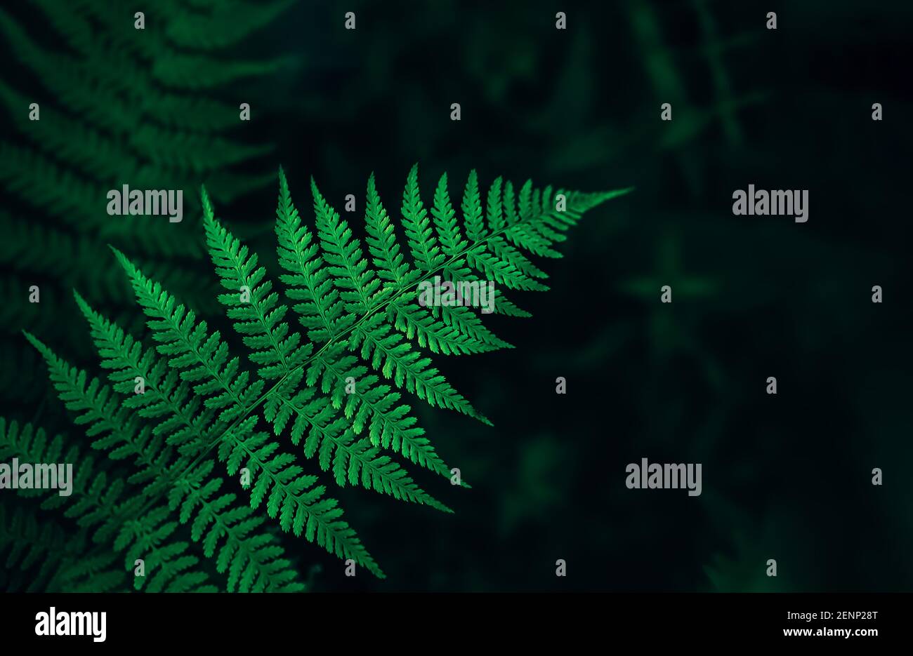 Beautiful natural fern background hi-res stock photography and images ...
