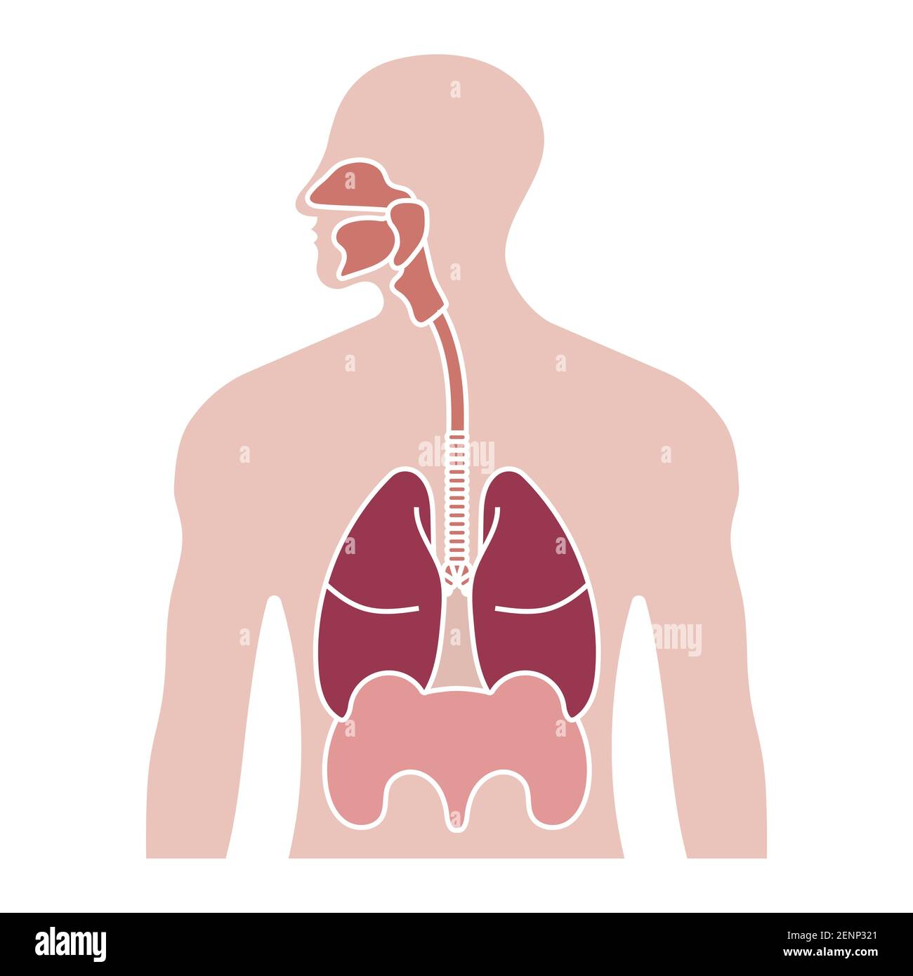 Real Human Respiratory System
