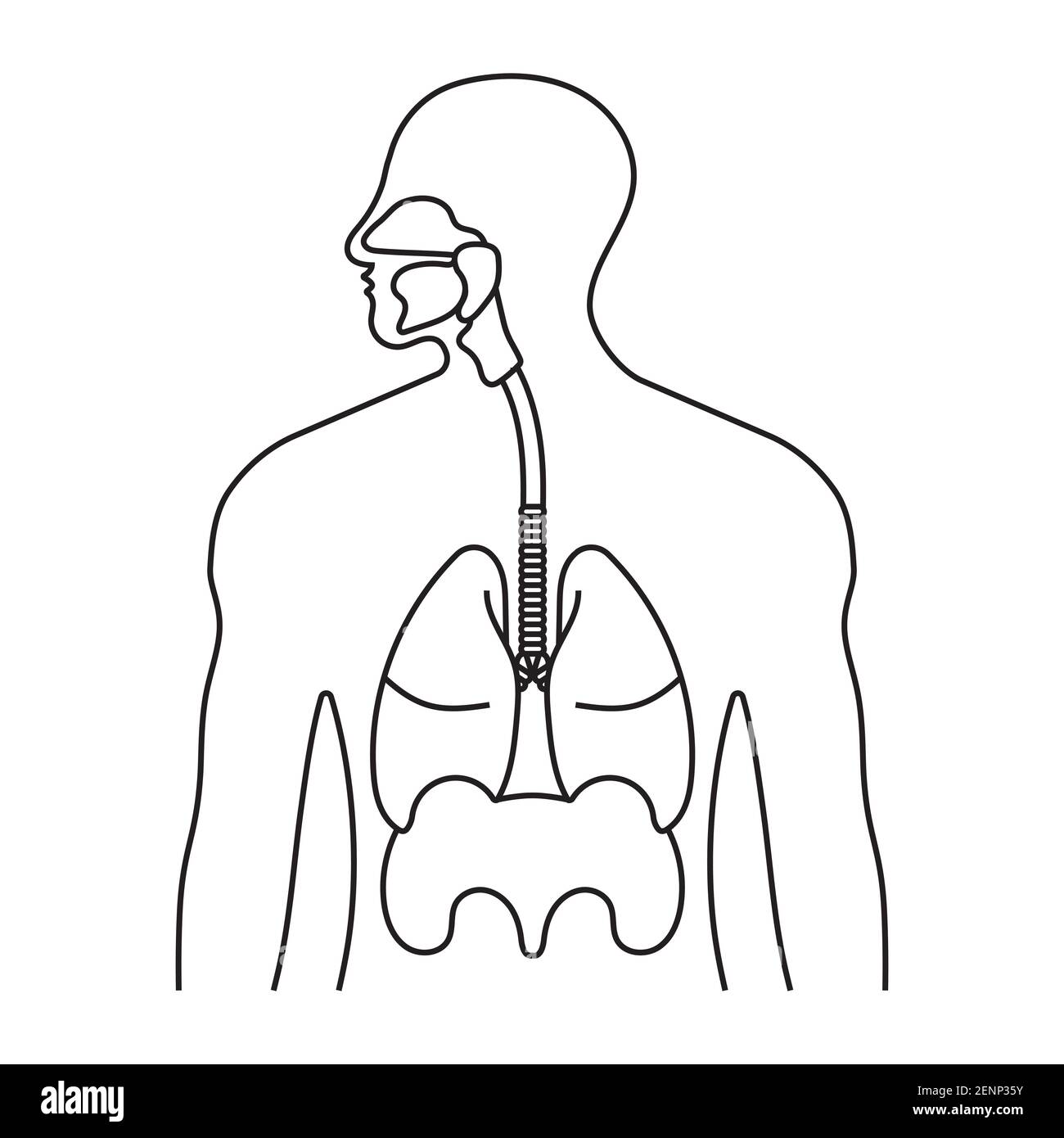 Respiratory system diagram Cut Out Stock Images & Pictures - Alamy