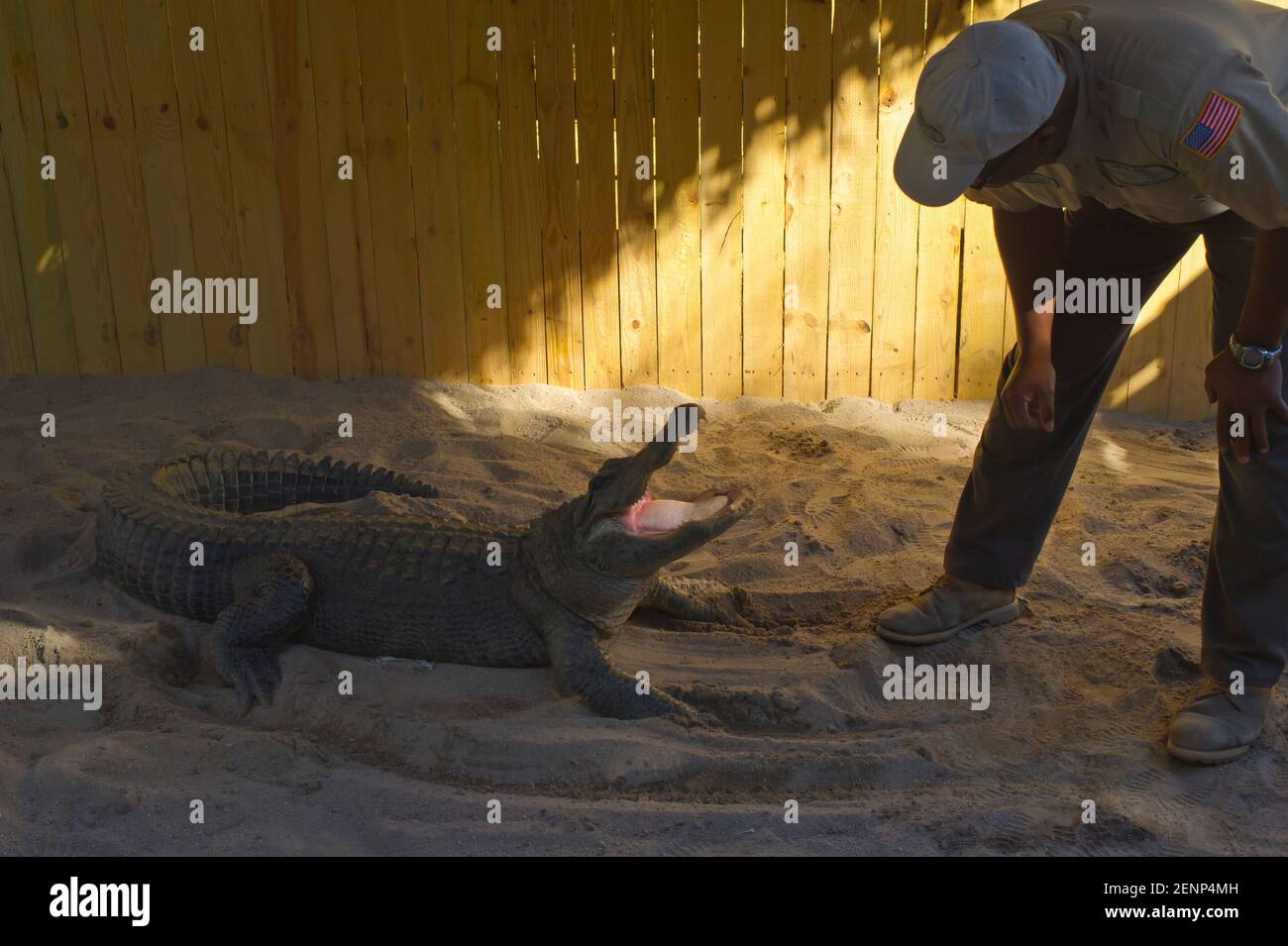 Ranger demonstrating an alligator to tourists at Big Cypress National ...