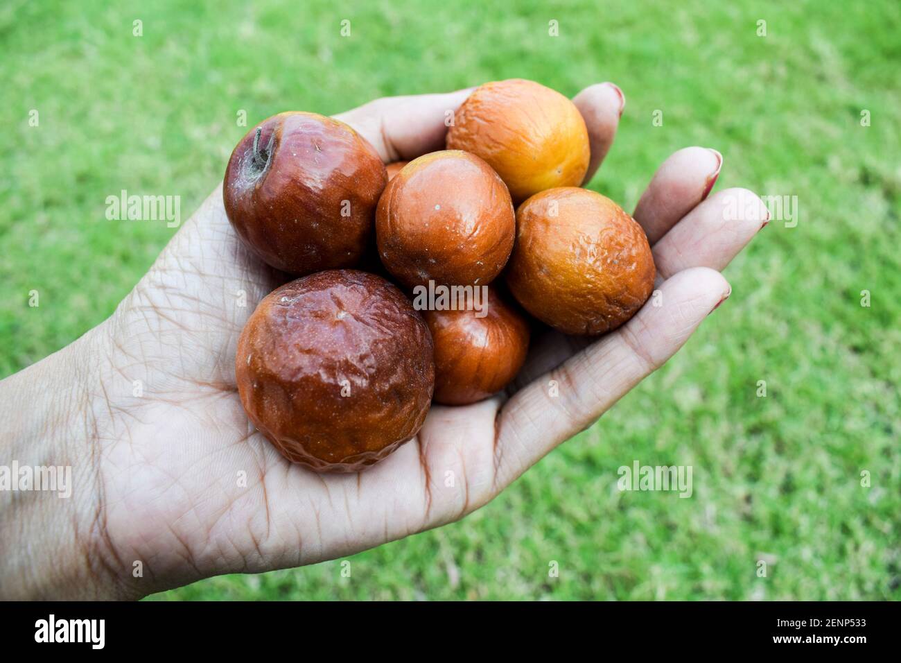 Female holding Indian jujube fruit, grown in the wilds or jungle in ...