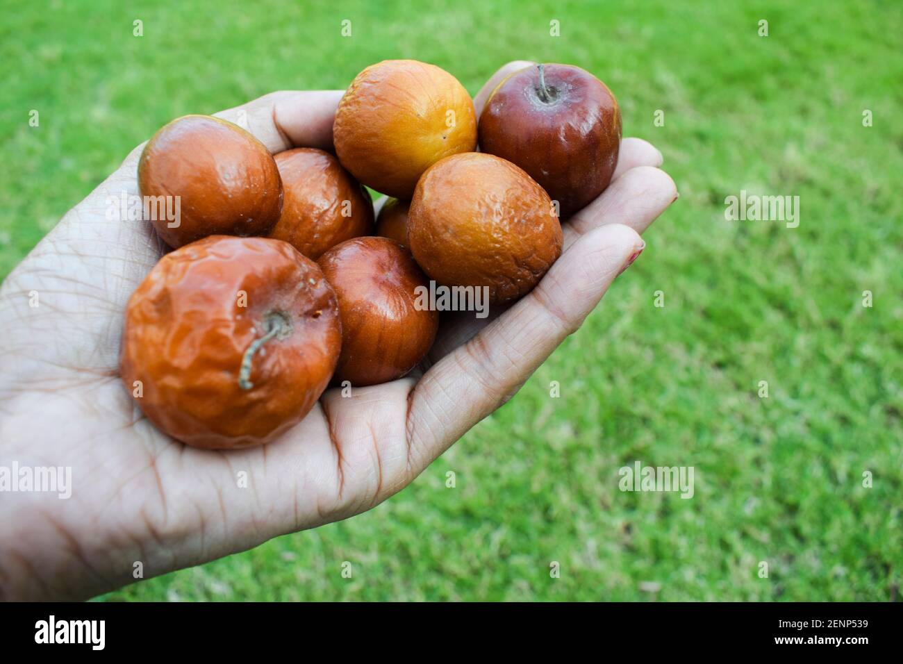 Female holding Indian jujube or ber or berry also known as ziziphus ...