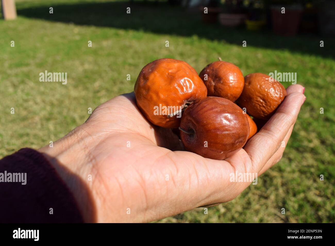 Indian jujube hi-res stock photography and images - Alamy