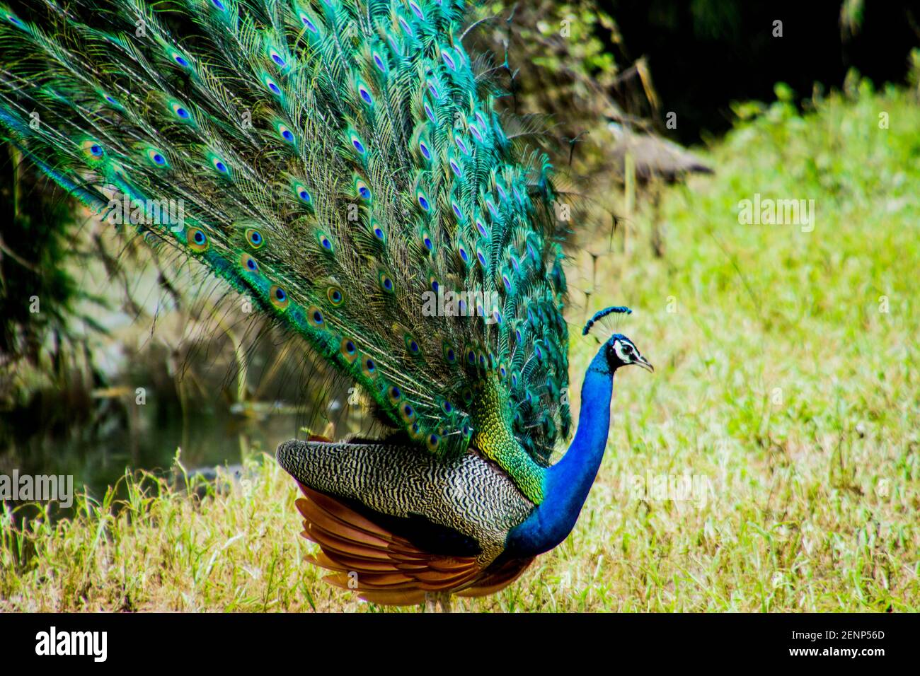 Indian Male Peacock Stock Photo - Alamy