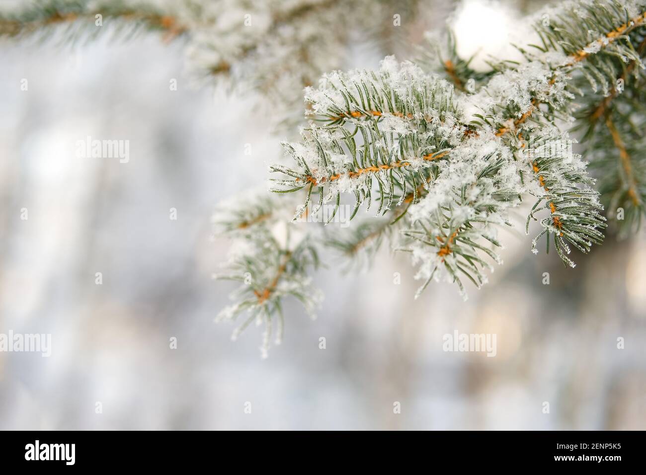 Brunch of pine tree covered with fresh snow Stock Photo - Alamy