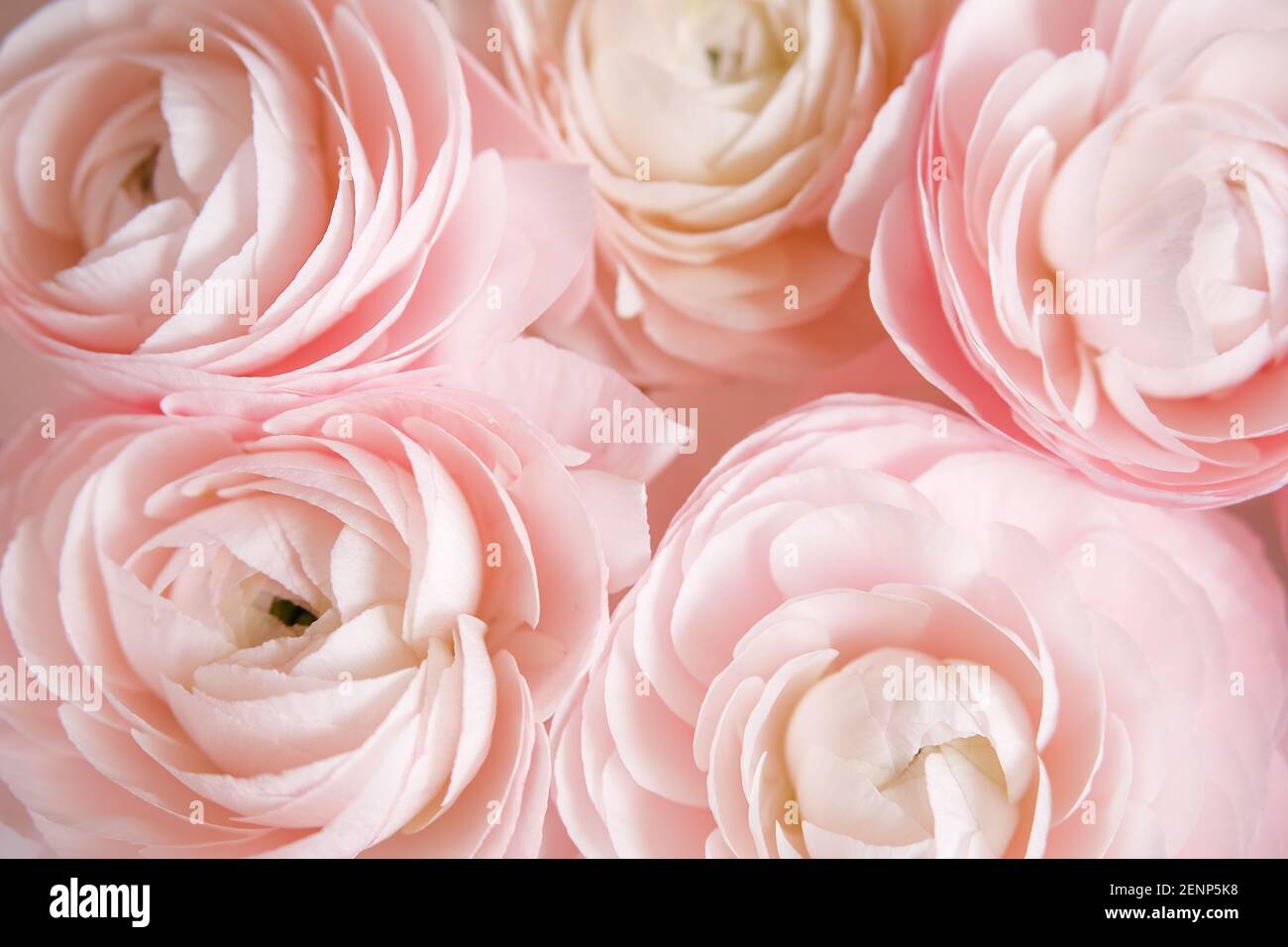 Pale pink ranunculus hi-res stock photography and images - Alamy