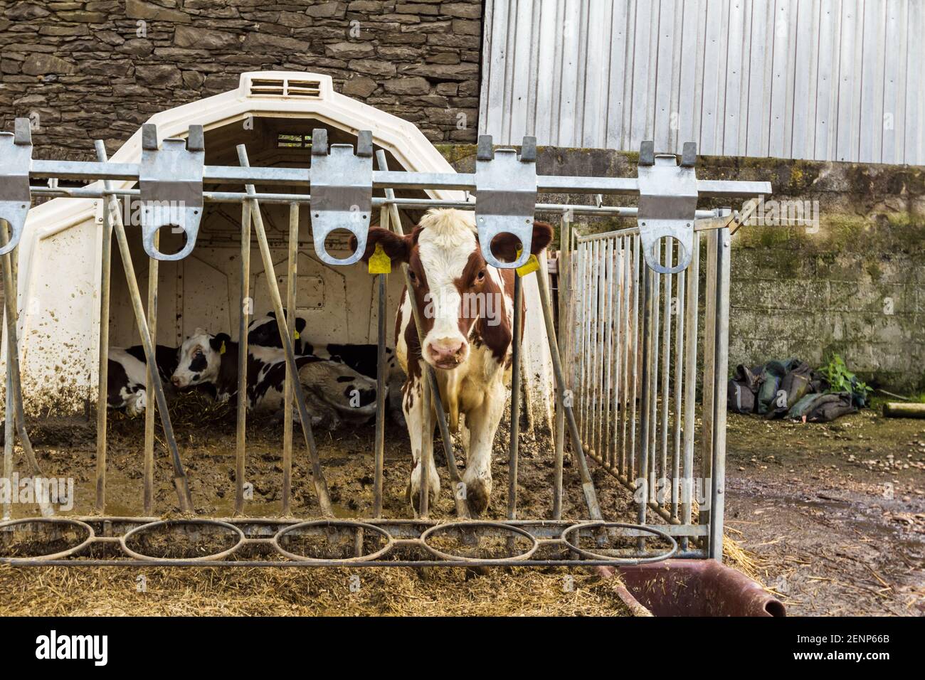 Holstein calves hi-res stock photography and images - Alamy