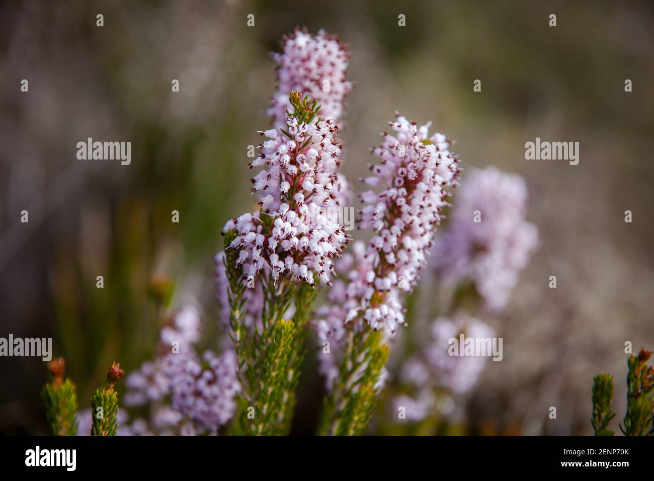 wild growing heather in winter in southern Spain Stock Photo - Alamy
