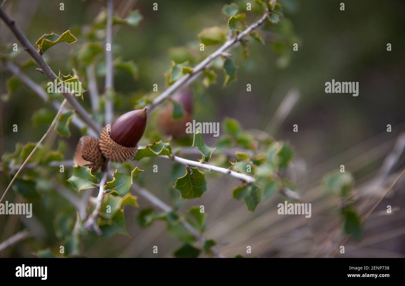 Quercus suber acorn hi-res stock photography and images - Alamy