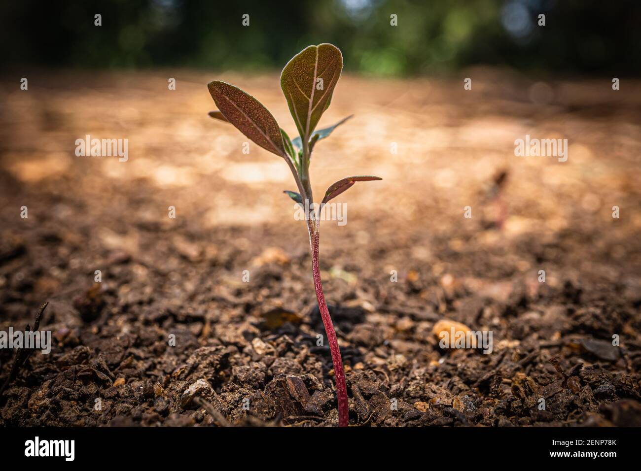 Green sprout growing from the soil. Nature background Stock Photo - Alamy