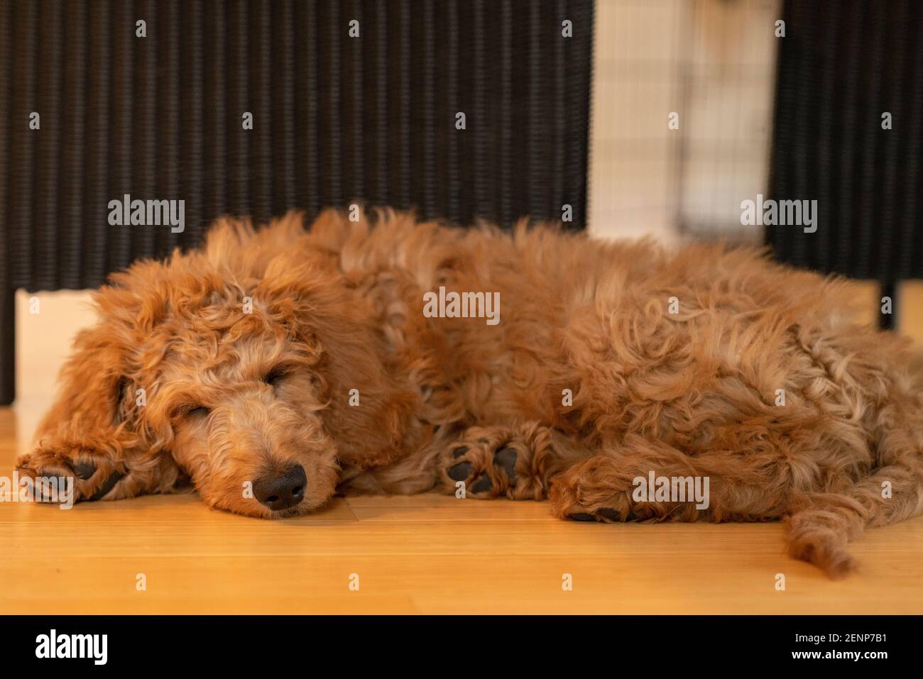 young goldendoodle puppy napping Stock Photo - Alamy