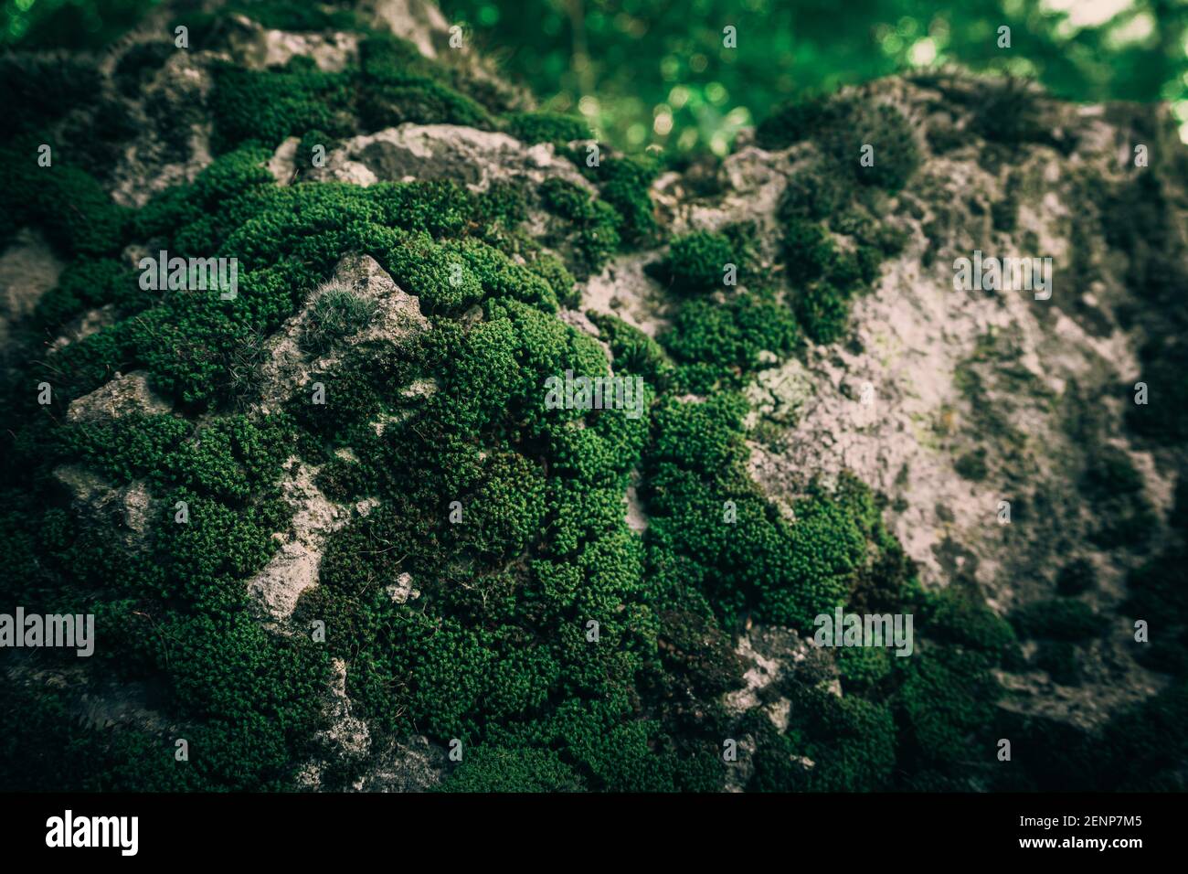 Close up mossy stone view. Green nature background Stock Photo - Alamy