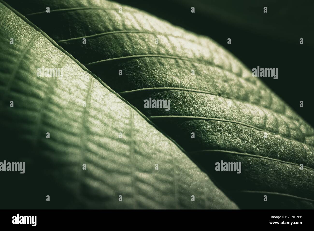 Green light vein hi-res stock photography and images - Alamy