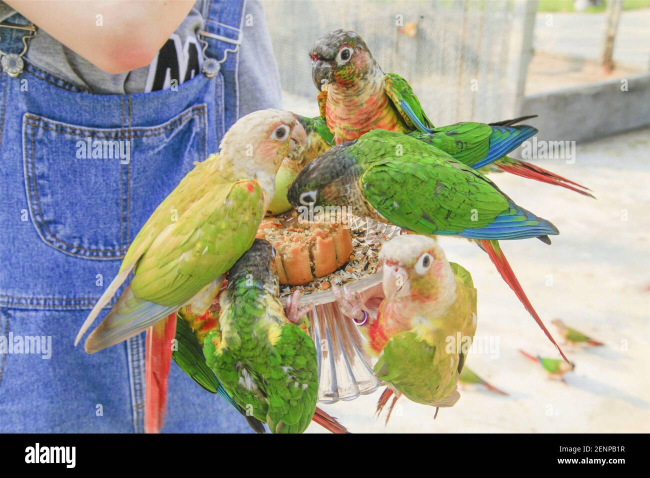 A group of parrots eat a mooncake in the Nandan Mountain Forest Animal ...