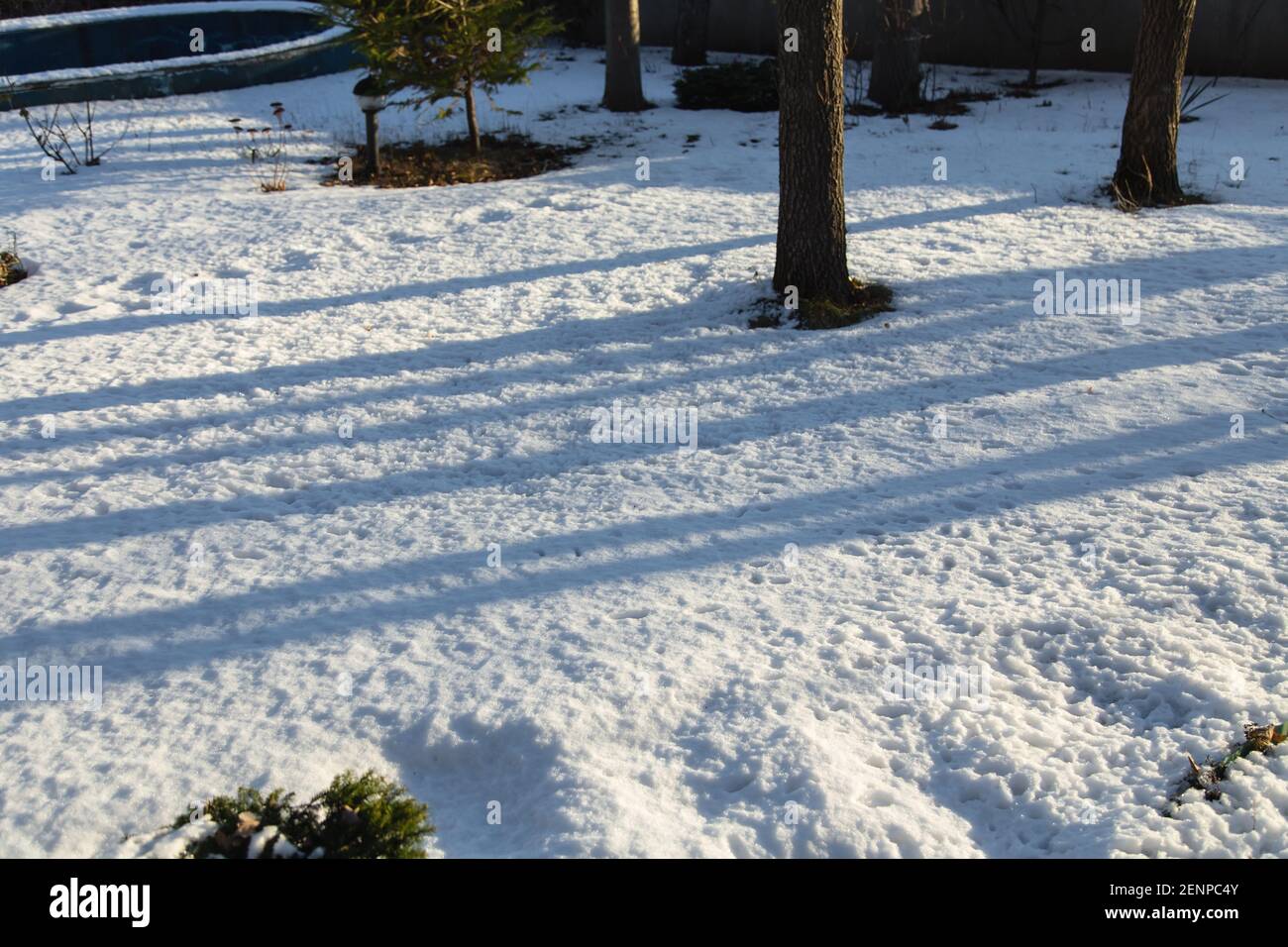 Snowbound ground with trees. Photo can be used as a whole background ...
