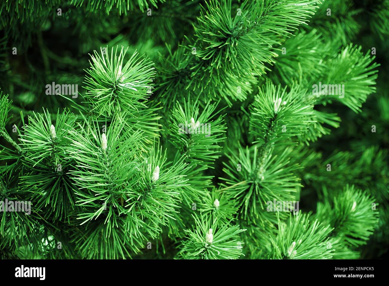 Brightly green prickly branches of a fir tree Stock Photo - Alamy