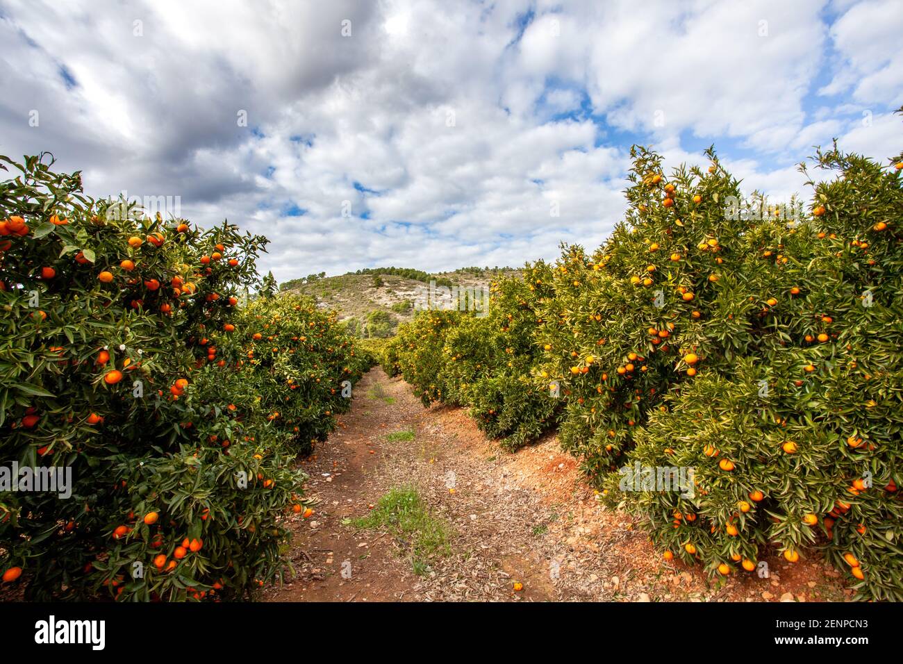 Andalusia mandarin plantation fruit orchards landscape in southern ...