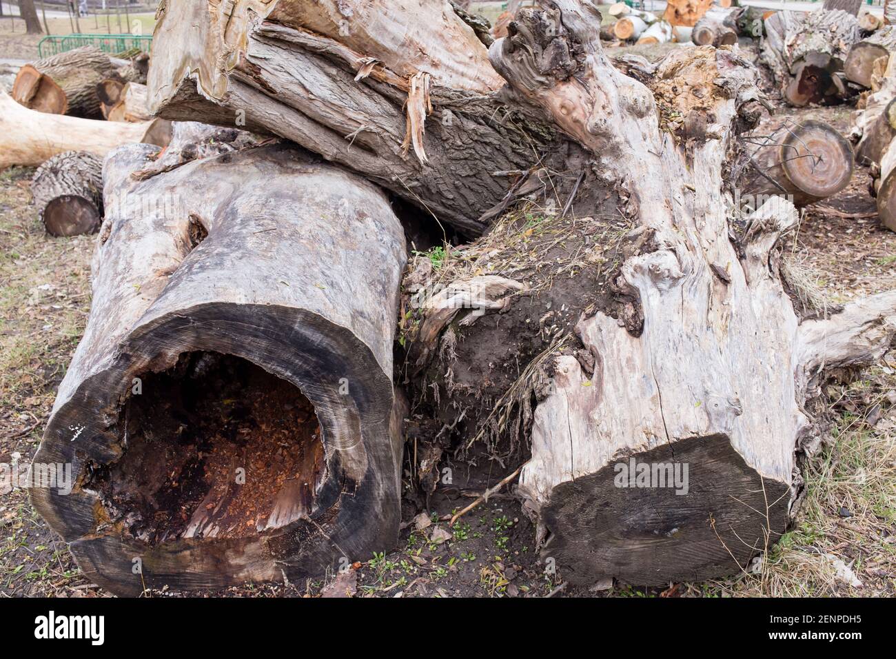 Maple logs are lying on the ground. Photo can be used as a whole ...