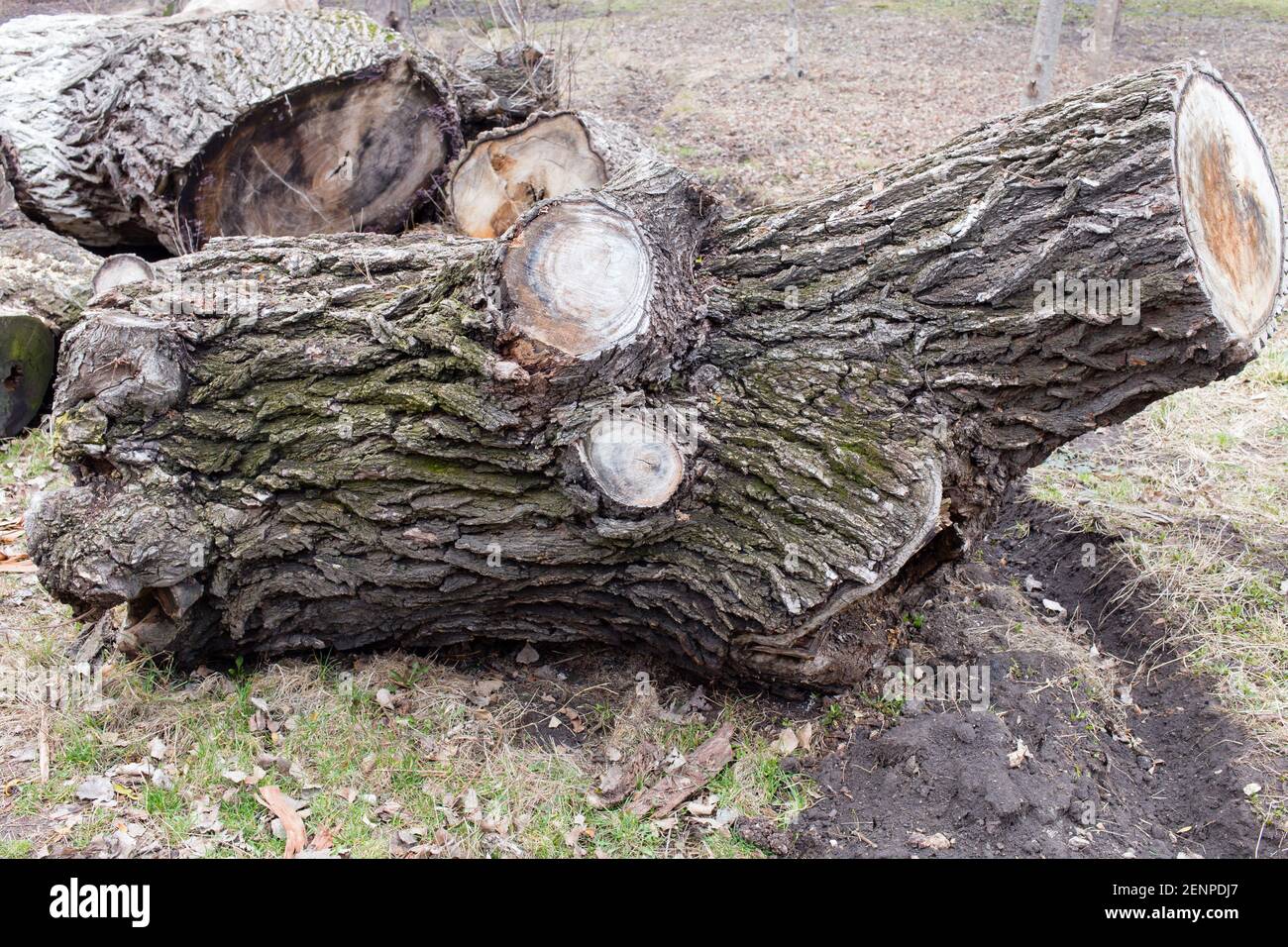 Oak logs on the ground. Photo can be used as a whole background Stock ...