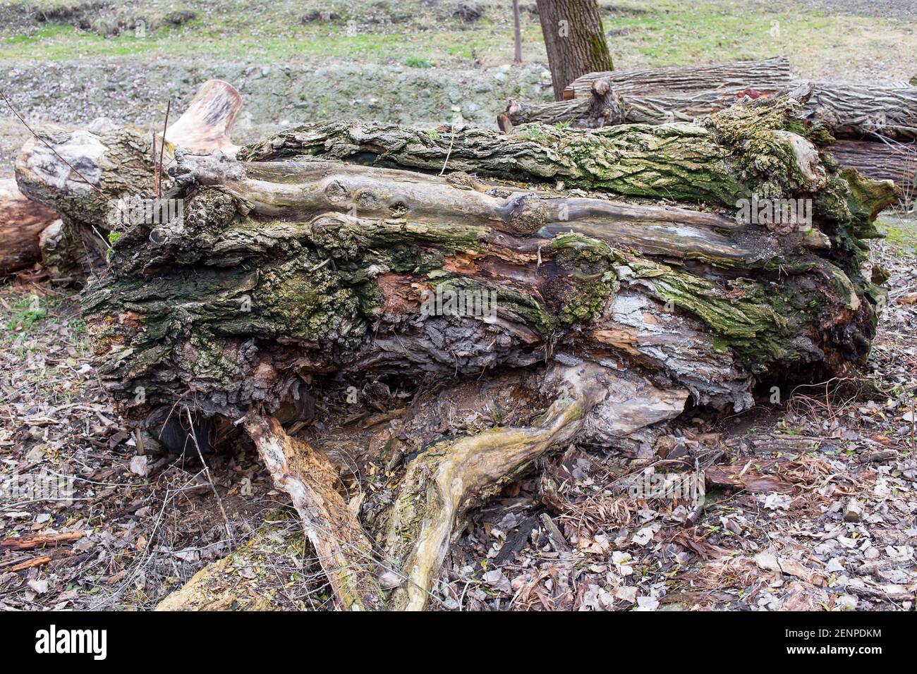 Oak logs with moss on the ground. Photo can be used as a whole ...