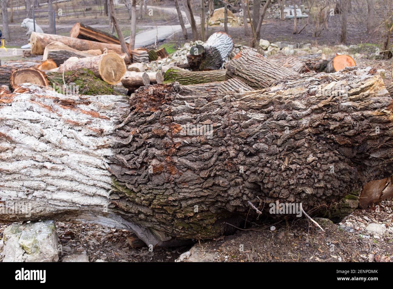 Oak logs with moss on the ground.Photo can be used as a whole ...
