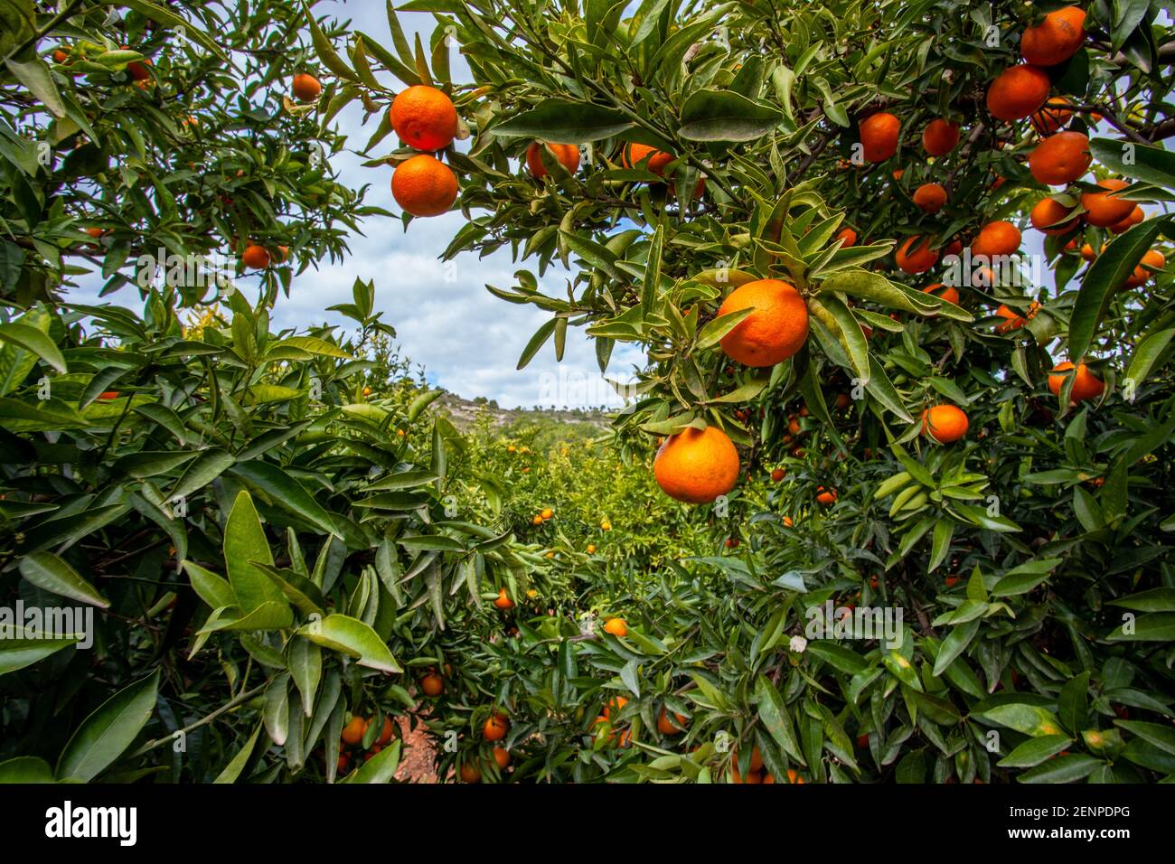 Andalusia mandarin plantation fruit orchards landscape in southern ...