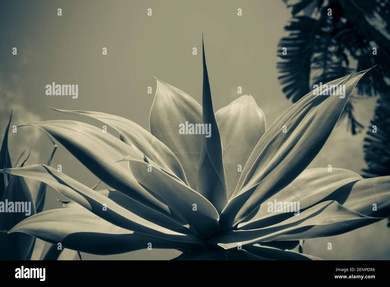 Agave plant desert hi-res stock photography and images - Alamy