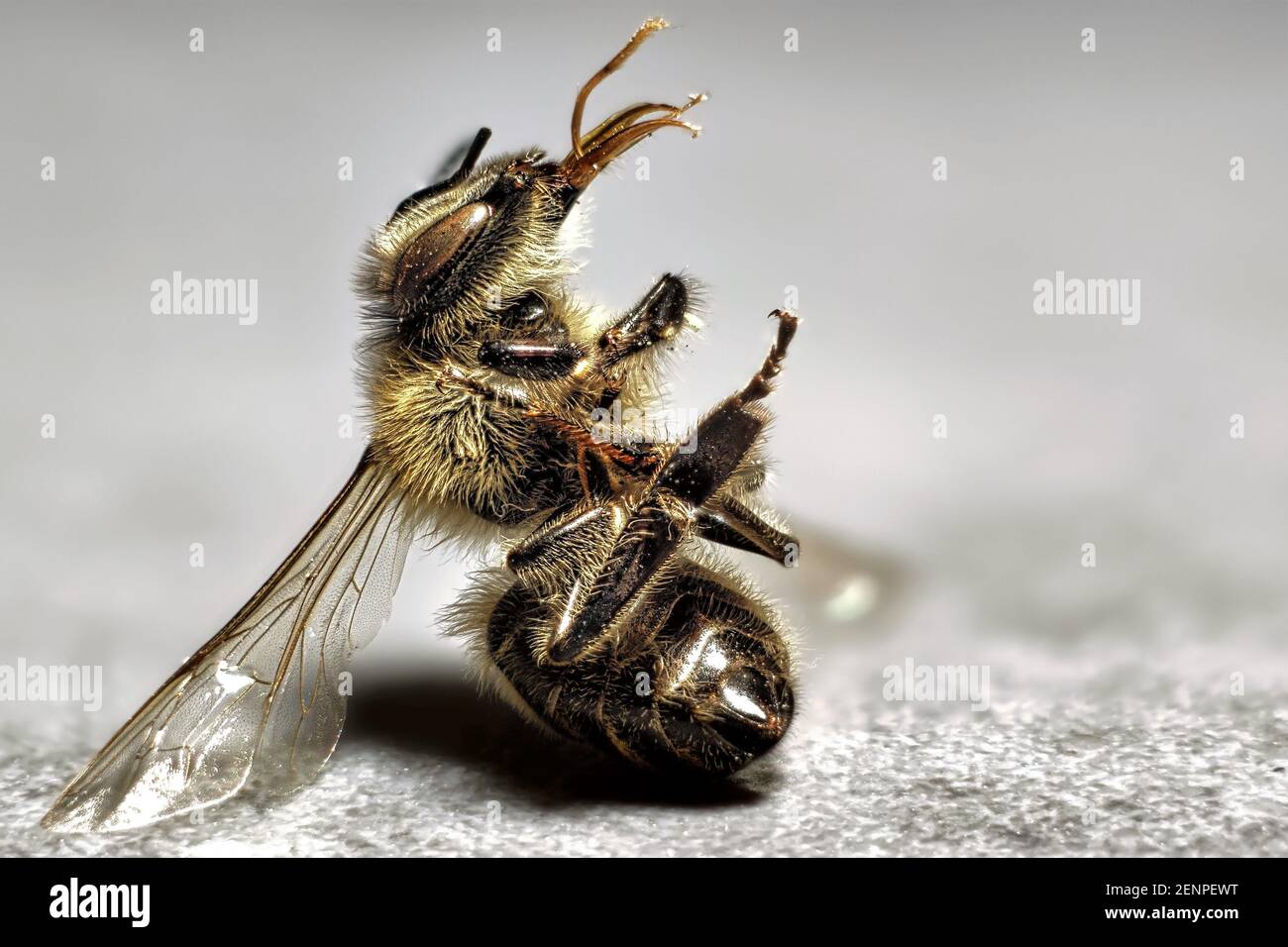 Many details hi-res stock photography and images - Alamy
