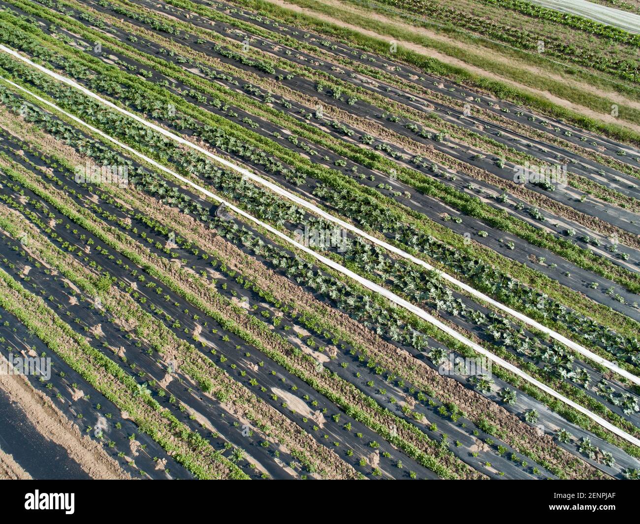 Rows of crops on a small farm Stock Photo - Alamy