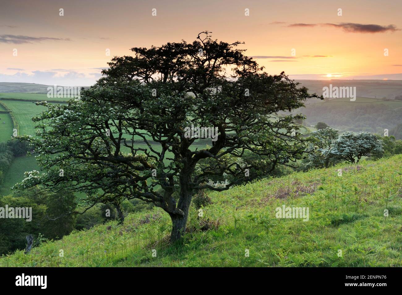 A lone Hawthorn tree(Crataegus) before dawn overlooking rolling ...