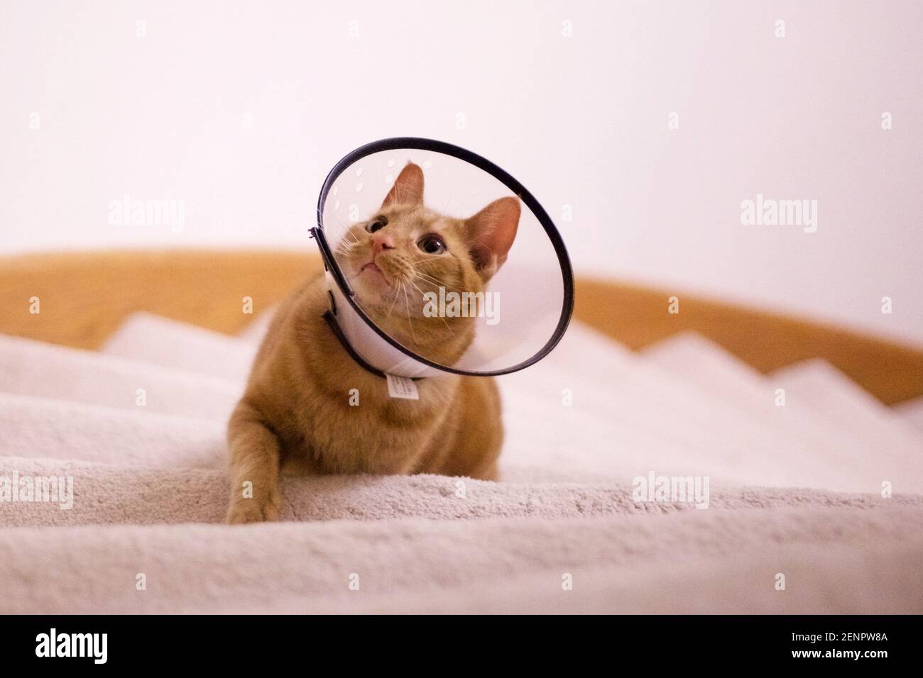 Orange cat in cone on stairs Stock Photo - Alamy