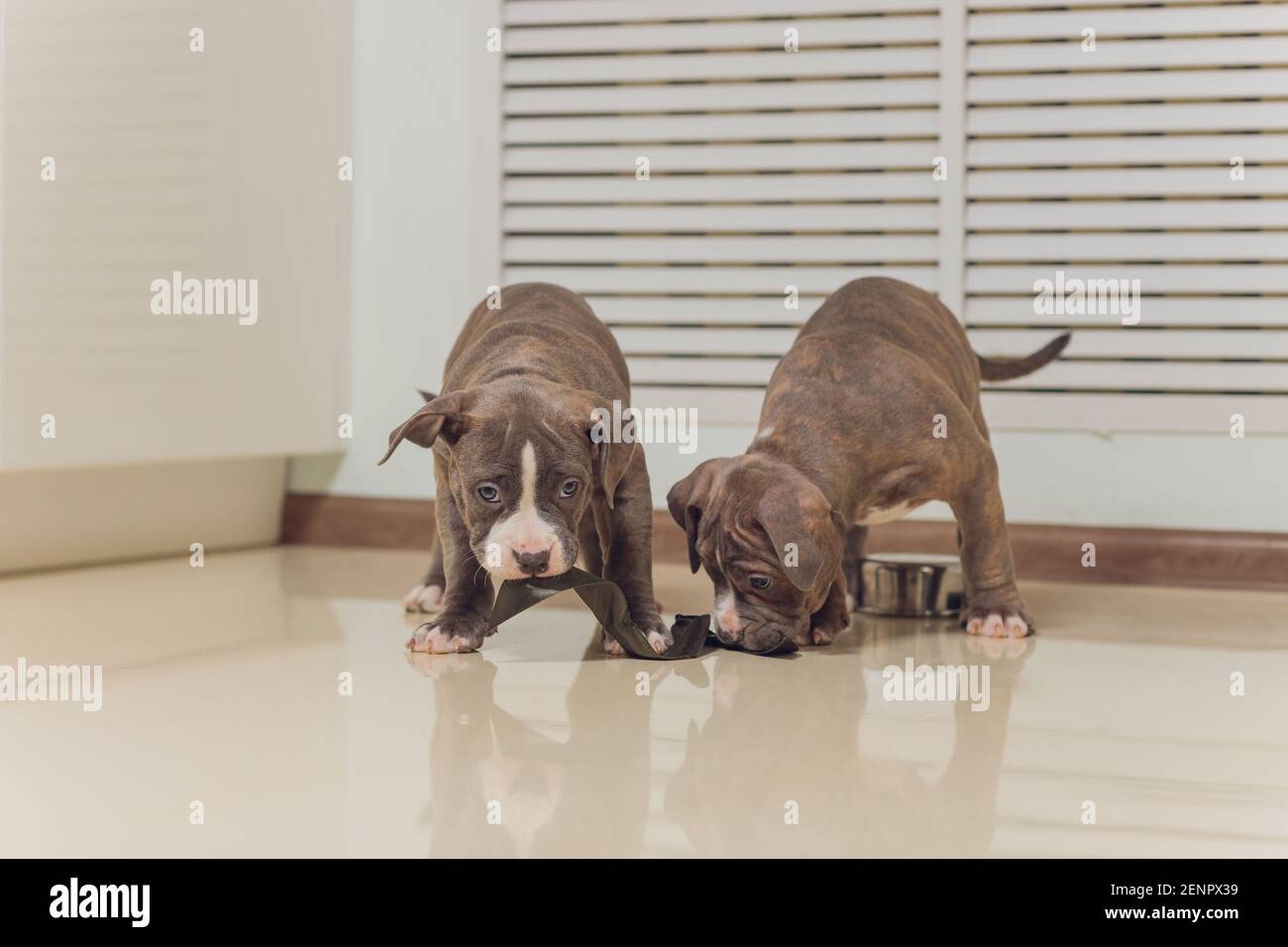 Mystified blue American Bully puppy curiously walking forward with its ...