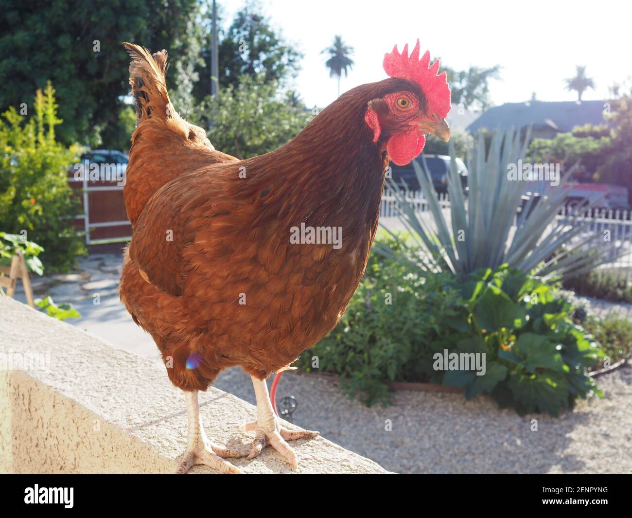 Red wattle on head hi-res stock photography and images - Alamy