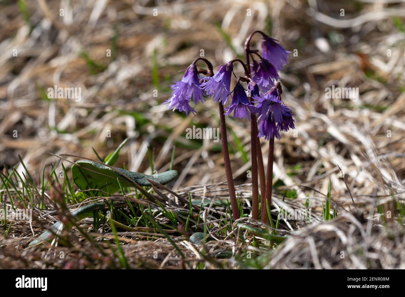 Soldanella alpina hi-res stock photography and images - Alamy