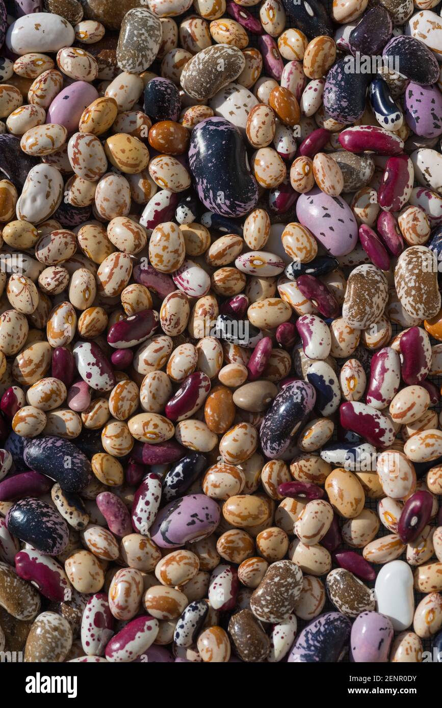 Shelled ripe seeds of kidney bean on heap. Pile of dry raw seeds of ...