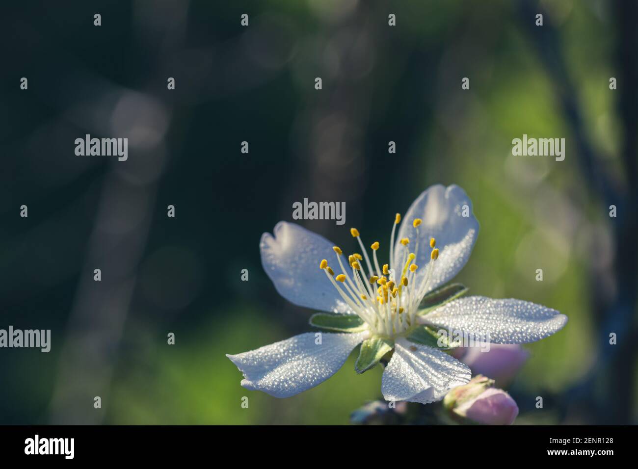 Detail of almond blossom with white petals covered with small dew drops ...