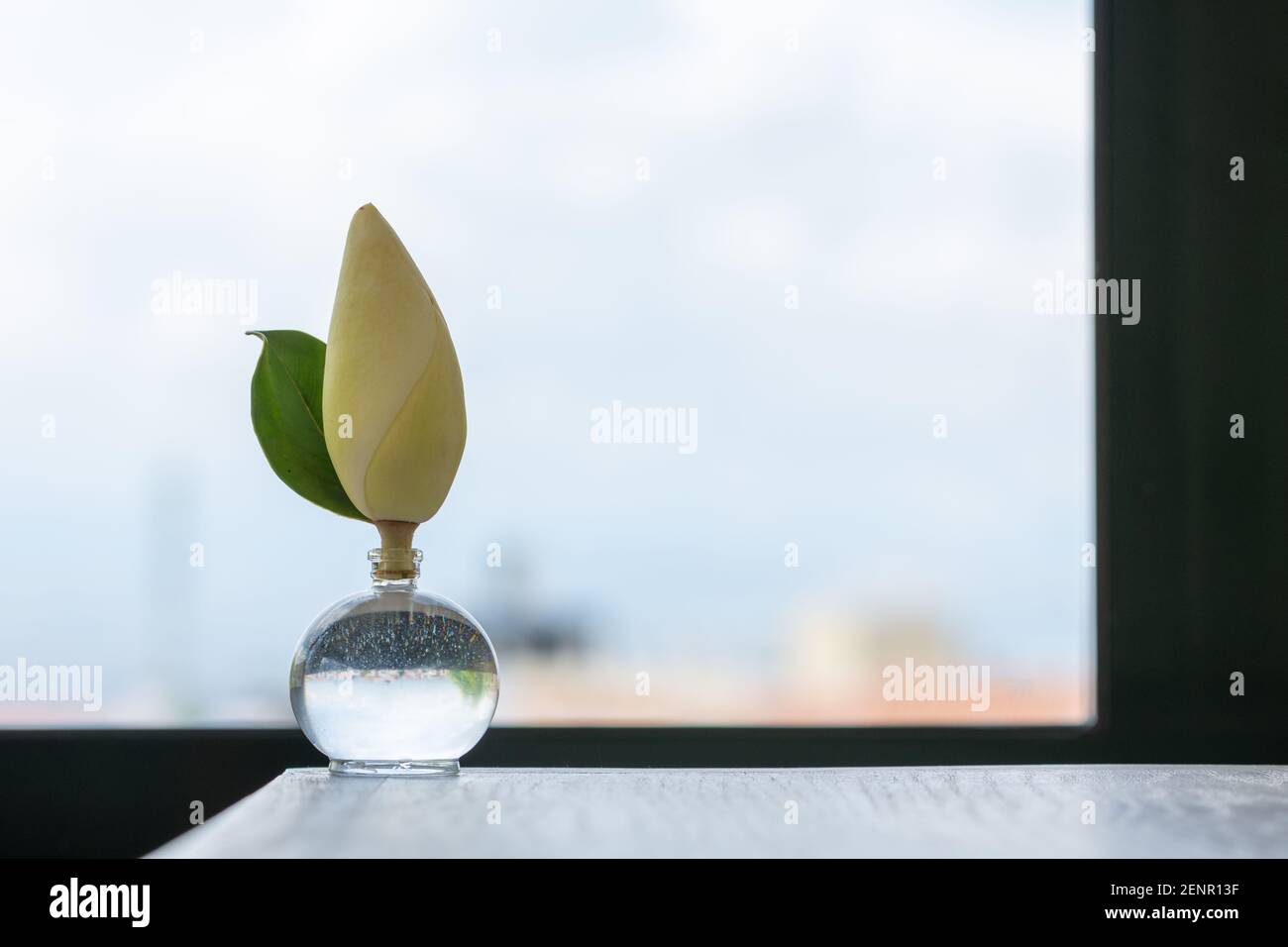 Magnolia flower bud in a small round glass vase on a wooden cabinet ...