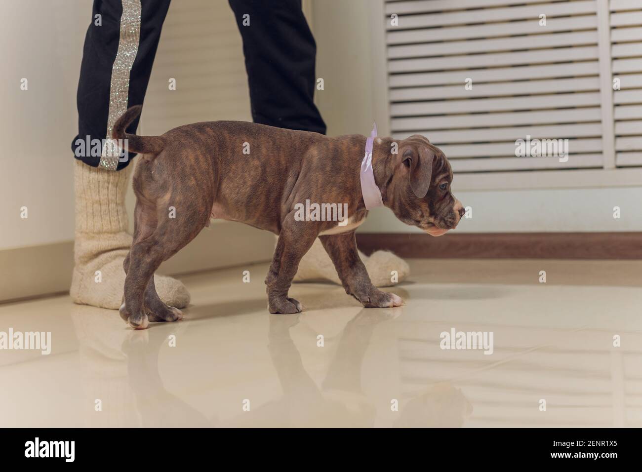 Mystified blue American Bully puppy curiously walking forward with its ...