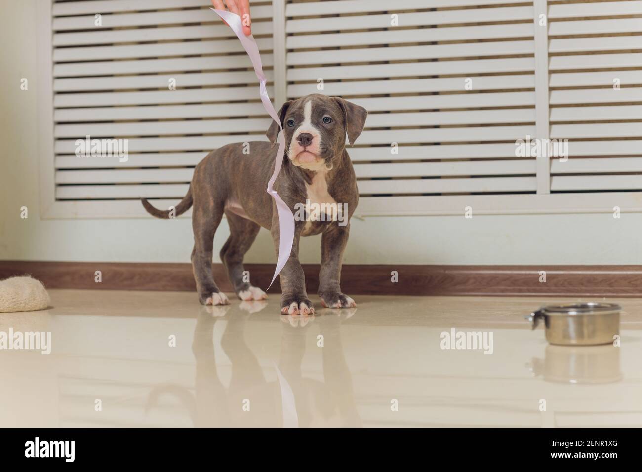 Mystified blue American Bully puppy curiously walking forward with its ...