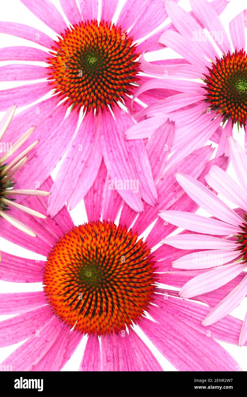 Coneflower (Echinacea purpurea) - Several flowers from above Stock ...