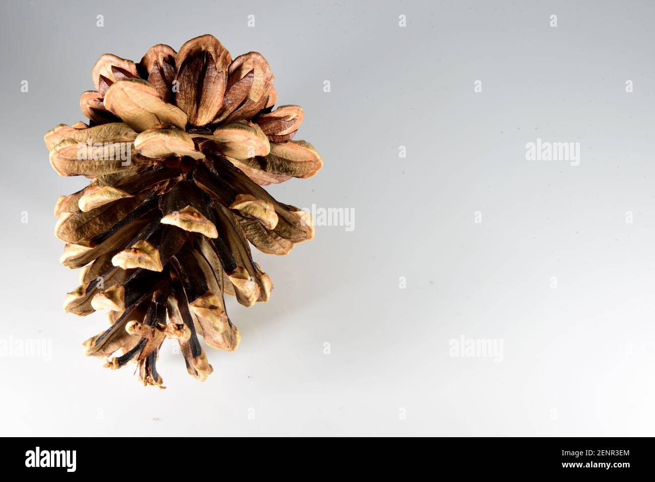 Sample conifer hi-res stock photography and images - Alamy